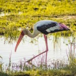 Yala National Park Safari Tours: Half Day/Full-Day Safari - Detailed Breakdown of the Itinerary