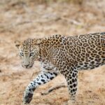 Yala National Park Safari Tours : Morning/Evening & Full-Day - The Itinerary and What to Expect