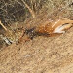 Yala National Park Special Leopard Safari Tour - Who Should Consider This Safari?