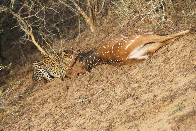 Yala National Park Special Leopard Safari Tour - Who Should Consider This Safari?