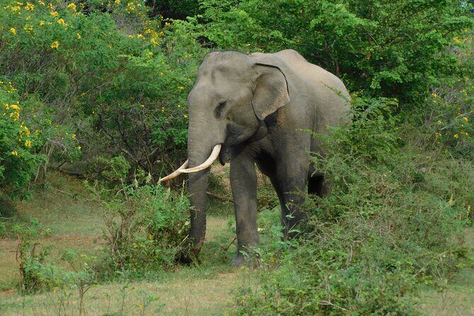 Yala outside Safari & Situlpawwa Temple Visit (ALL INCLUDED) Tour - Final Thoughts