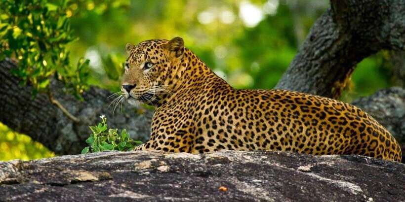 Yala Private Safari: Half-Day or Full-Day with Picnic Lunch - Who Will Love This Safari?