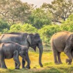 Yala Safari and Transfer to Arugam Bay - An In-Depth Look at the Yala Safari and Transfer