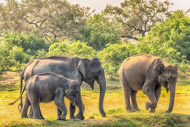 Yala Safari and Transfer to Arugam Bay - An In-Depth Look at the Yala Safari and Transfer