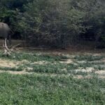 Yala Safari Day Tour - The Sum Up