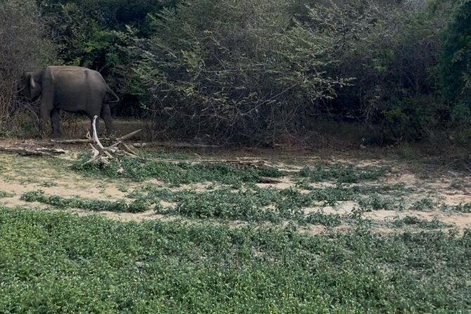 Yala Safari Day Tour - The Sum Up