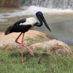 Yala Safari Day Trip from Bentota/ Kalutara/ Ahungalla/ Hikkaduwa - Practical Tips for Making the Most of Your Safari