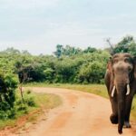 Yala Safari From Tissamaharama Safari Adventure - What To Expect: An Authentic Wildlife Encounter