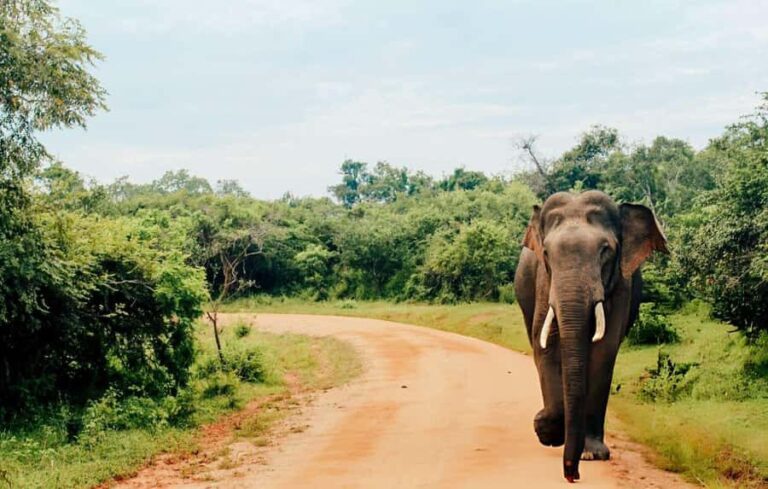 Yala Safari From Tissamaharama Safari Adventure - What To Expect: An Authentic Wildlife Encounter