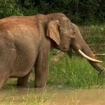 Yala Safari Half Day Tour - The Itinerary: What to Expect