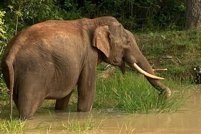 Yala Safari Half Day Tour - The Itinerary: What to Expect