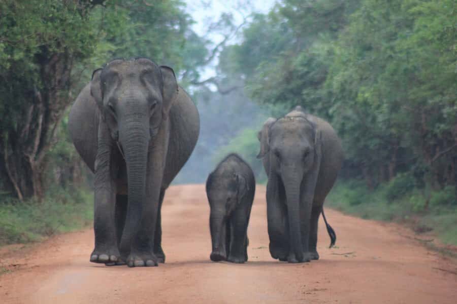 Yala Safari Tour from Hambantota Port by Ajith Safaris - Deep Dive into the Itinerary