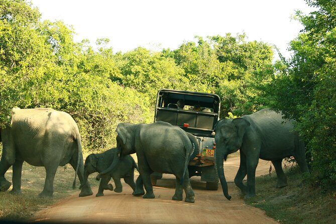 Yala Safari - Yala National Park - Authenticity and Experiences from Past Travelers