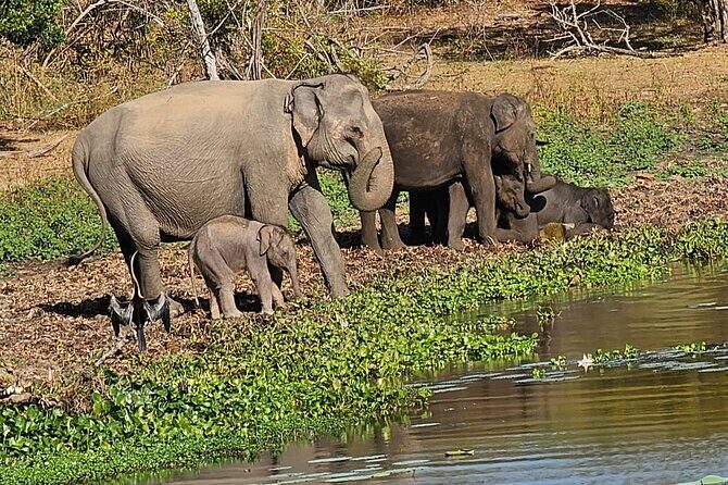 Yala sunrise half day by NPA Leopard Safari - FAQ: Practical Questions About the Yala Sunrise Safari