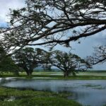 Yala Village Life Experience: Tuk-Tuk Tour, Local Crafts & Tea - Value and Practical Tips