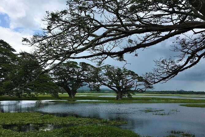 Yala Village Life Experience: Tuk-Tuk Tour, Local Crafts & Tea - Value and Practical Tips