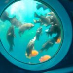 Yellow Semi-Submarine Tour of Catalina Island From Avalon - The Itinerary in Detail