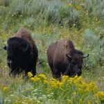 Yellowstone 2 Day Adventure - Upper and Lower Loop Tour - Who Will Love This Tour?