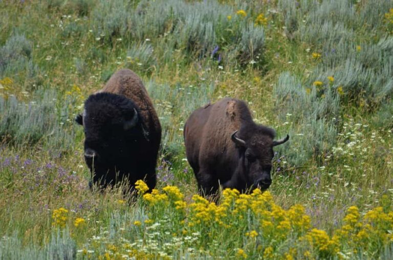 Yellowstone 2 Day Adventure - Upper and Lower Loop Tour - Who Will Love This Tour?