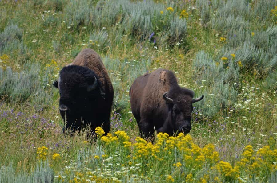 Yellowstone 2 Day Adventure - Upper and Lower Loop Tour - Who Will Love This Tour?