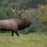 Yellowstone Full Day Private Tour & Hike - Pickup from Gardiner - FAQ