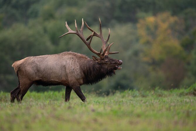 Yellowstone Full Day Private Tour & Hike - Pickup from Gardiner - FAQ