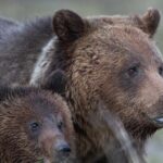 Yellowstone National Park Private Tour - Exploring the Itinerary in Detail