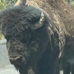 Yellowstone Private Tour - Who Is This Tour Best For?