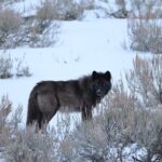 Yellowstone PRIVATE Winter SAFARI and Wolf Watching - Practical Details and Logistics