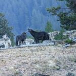 Yellowstone Privately Guided Safari at Sunset - Practical Considerations