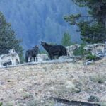 Yellowstone: Privately Guided Safari/Scenic Tour with Lunch! - The Itinerary in Detail