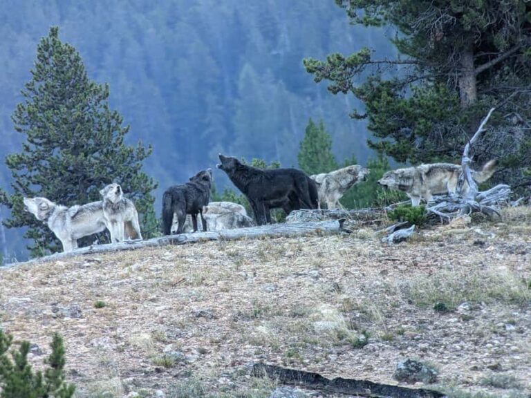 Yellowstone: Privately Guided Safari/Scenic Tour with Lunch! - The Itinerary in Detail