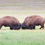 Yellowstone Wildlife Safari in Lamar Valley from West Yellowstone - What You’ll Experience and Learn