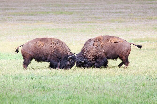 Yellowstone Wildlife Safari in Lamar Valley from West Yellowstone - What You’ll Experience and Learn