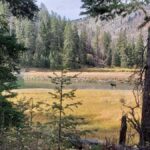 Yellowstone: Wildlife Tour with Coffee and Photos - The Practical Side: Transportation, Timing & Group Size