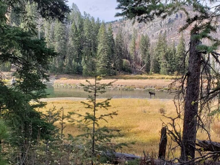 Yellowstone: Wildlife Tour with Coffee and Photos - The Practical Side: Transportation, Timing & Group Size