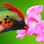 Yerette Home of the Hummingbird - The Details: How It Works