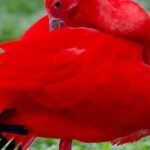 Yerette Home of the Hummingbird and Caroni Wildlife Tour - Who Should Consider This Tour?