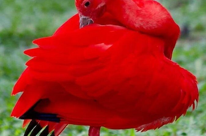 Yerette Home of the Hummingbird and Caroni Wildlife Tour - Who Should Consider This Tour?