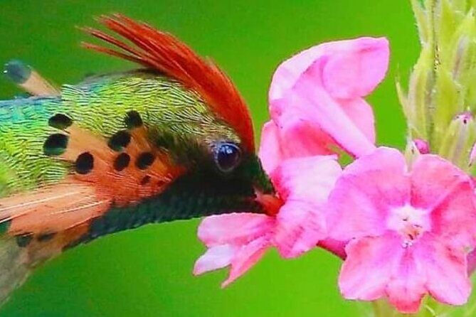 Yerette Home of the Hummingbird - The Details: How It Works