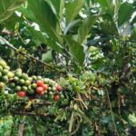 Yogyakarta : 4D3N Bromo, Kalibaru Plantation, Ijen, Bali - What Makes This Tour Stand Out