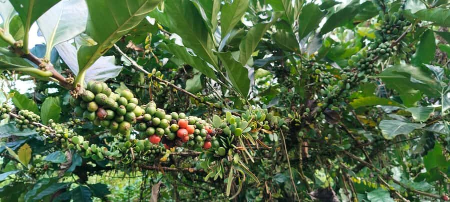 Yogyakarta : 4D3N Bromo, Kalibaru Plantation, Ijen, Bali - What Makes This Tour Stand Out