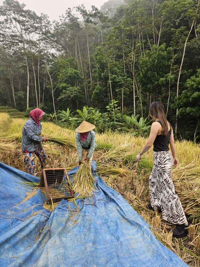Yogyakarta: Flying Fox, Pule Payung & Ricefield Scenic Tour - A Step-by-Step Breakdown of the Itinerary