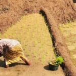 Yogyakarta: Selogriyo Temple and Rice Terrace Soft Trekking - Exploring the Itinerary: What You Can Expect