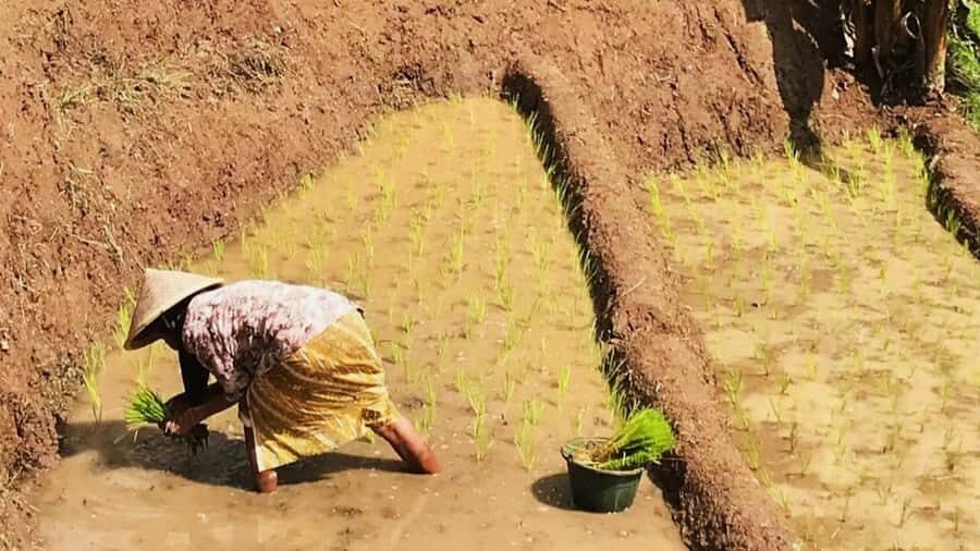 Yogyakarta: Selogriyo Temple and Rice Terrace Soft Trekking - Exploring the Itinerary: What You Can Expect