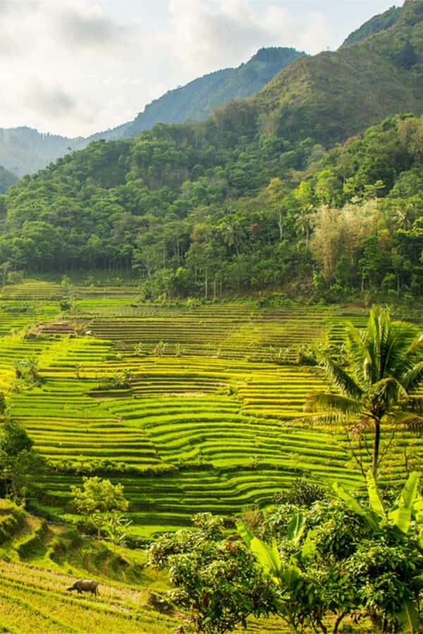 YOGYAKARTA; SELOGRIYO TEMPLE RICE FIELDS AND CHICKEN CHURCH. - Exploring Selogriyo Temple: A Hidden Gem in Java