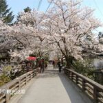 YokaBus Fukuoka Cherry Blossom Famous Spots and Night Sakura Tour - Transportation and Group Dynamics