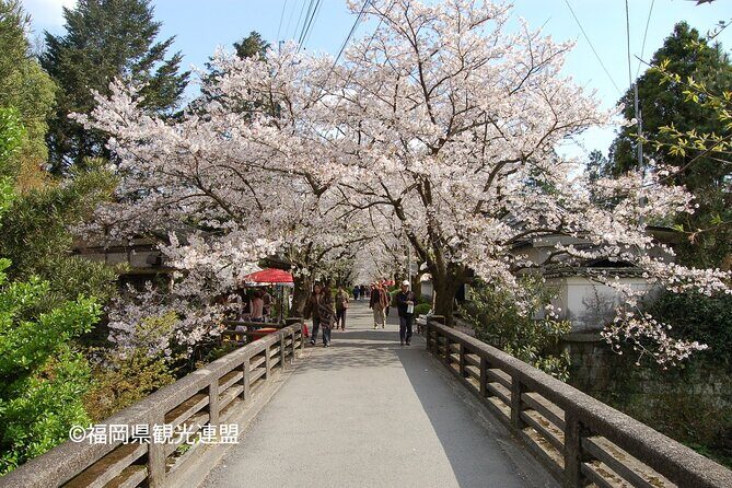 YokaBus Fukuoka Cherry Blossom Famous Spots and Night Sakura Tour - Transportation and Group Dynamics