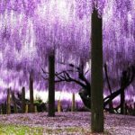 YokaBus Kawachi Wisteria Garden and Strawberry Picking Experience - Who Should Consider This Tour?