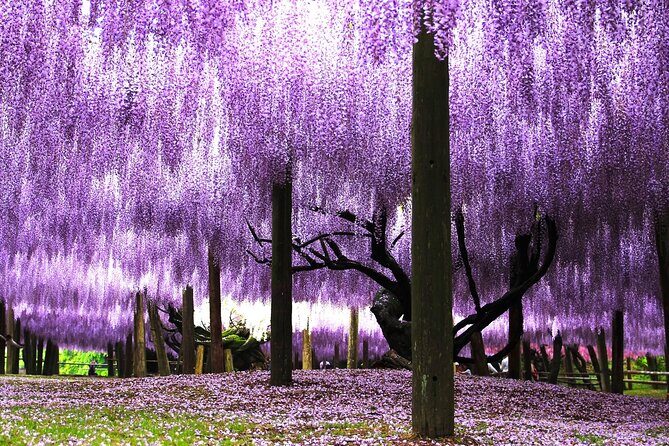 YokaBus Kawachi Wisteria Garden and Strawberry Picking Experience - Who Should Consider This Tour?